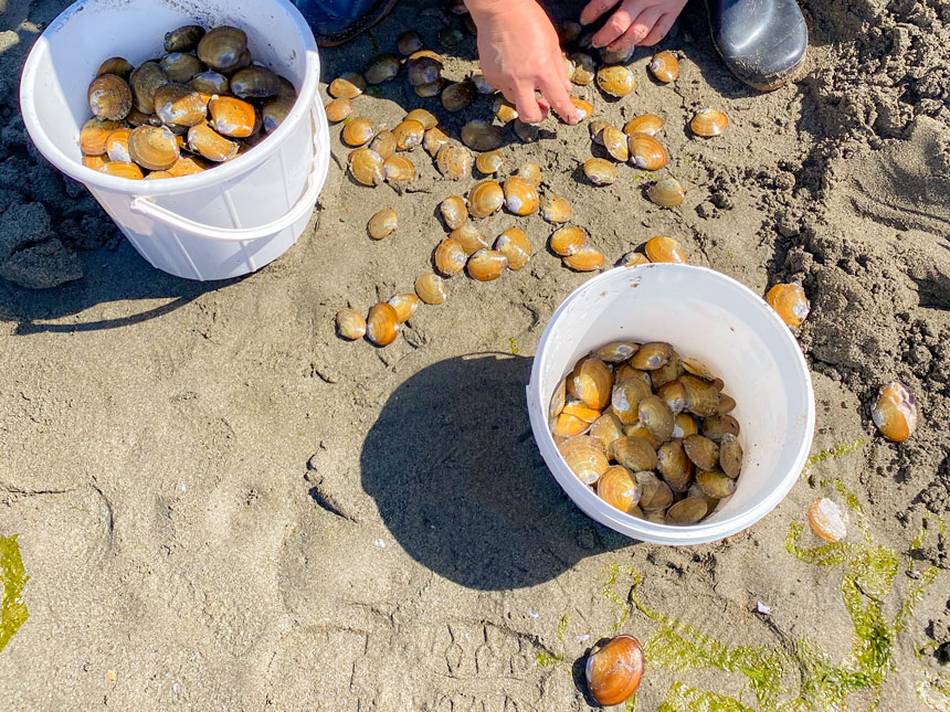 Clam Picking with Kids at Dash Point State Park