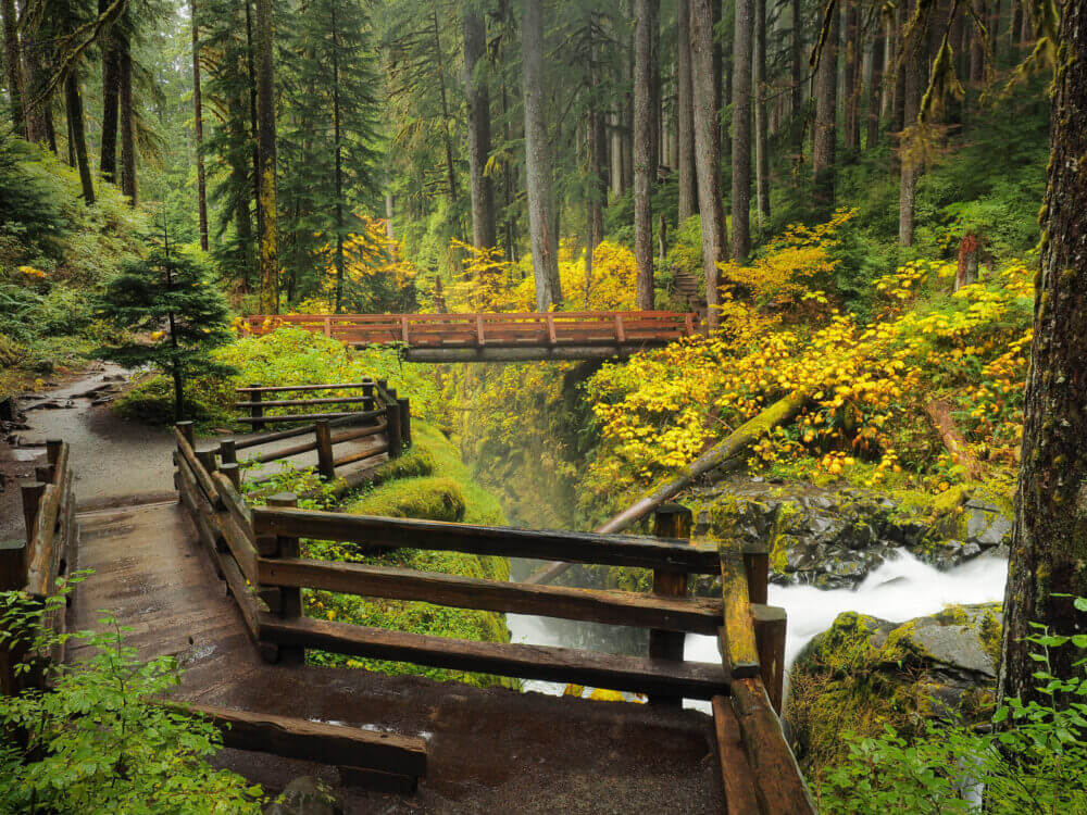 Exploring the Hoh Rain Forest with Kids: With Kid Friendly Hikes