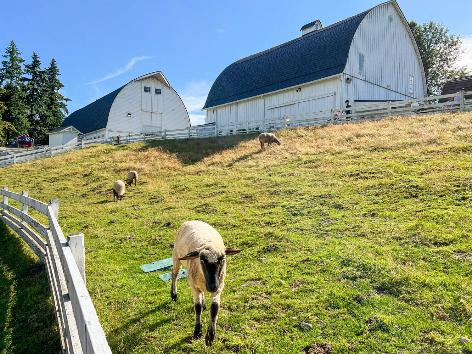 Kelsey Creek Farm with Kids: Real Farm Animals in Downtown Bellevue!